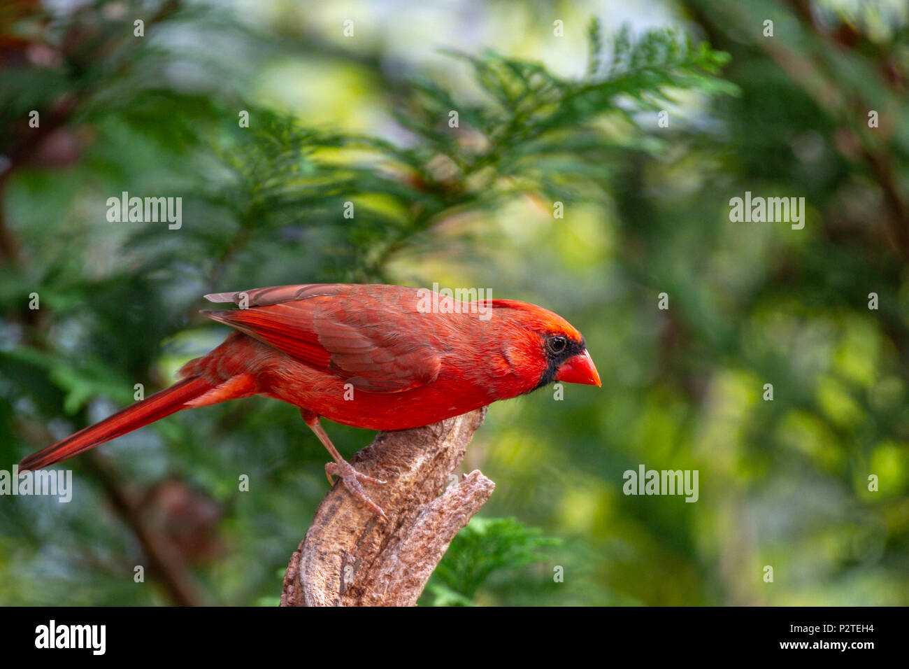 Northern Cardinal, Cardinalis cardinalis, in North Carolina Stock Photo ...