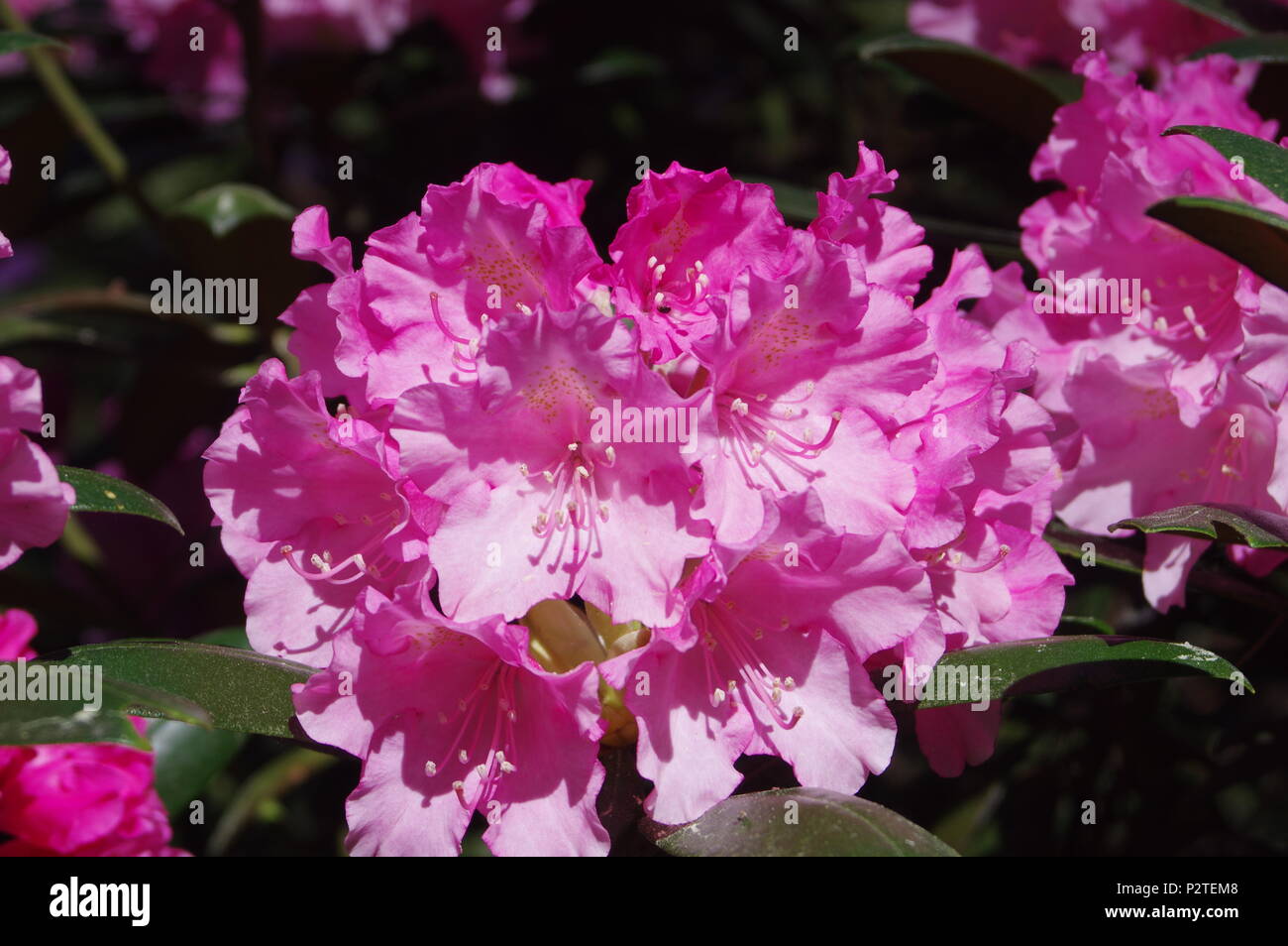 Beautiful rhododendron flowers Stock Photo - Alamy