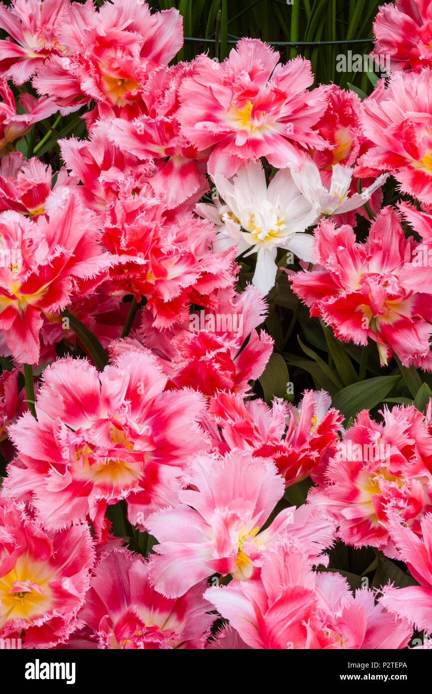 Tulip crispion sweet hi-res stock photography and images - Alamy