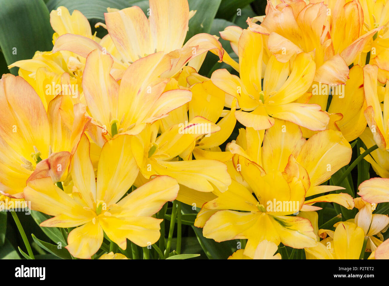 Tulip, Tulipa 'SUNSHINE CLUB', at Keukenhof Gardens in South Holland in ...