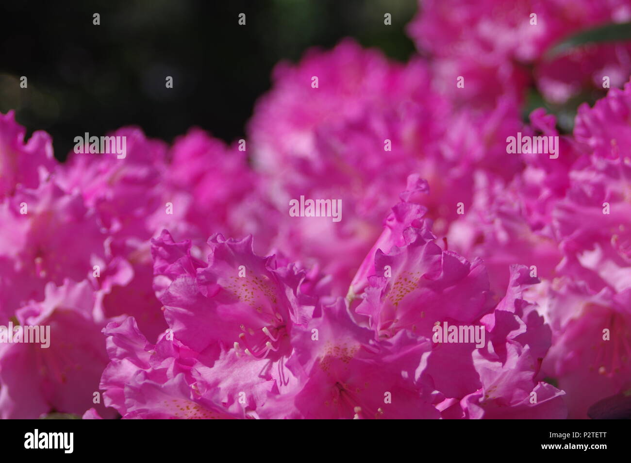 Beautiful rhododendron flowers Stock Photo - Alamy