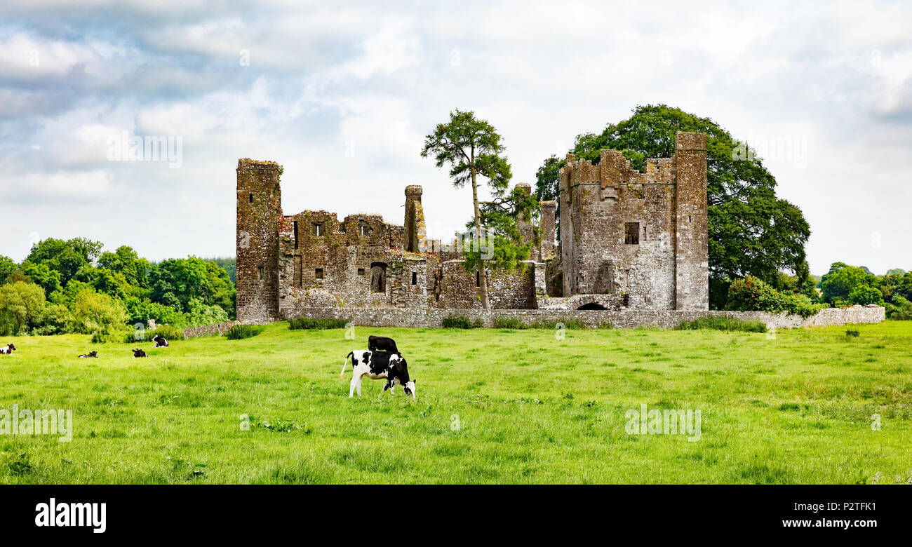 Cow Castle High Resolution Stock Photography and Images - Alamy