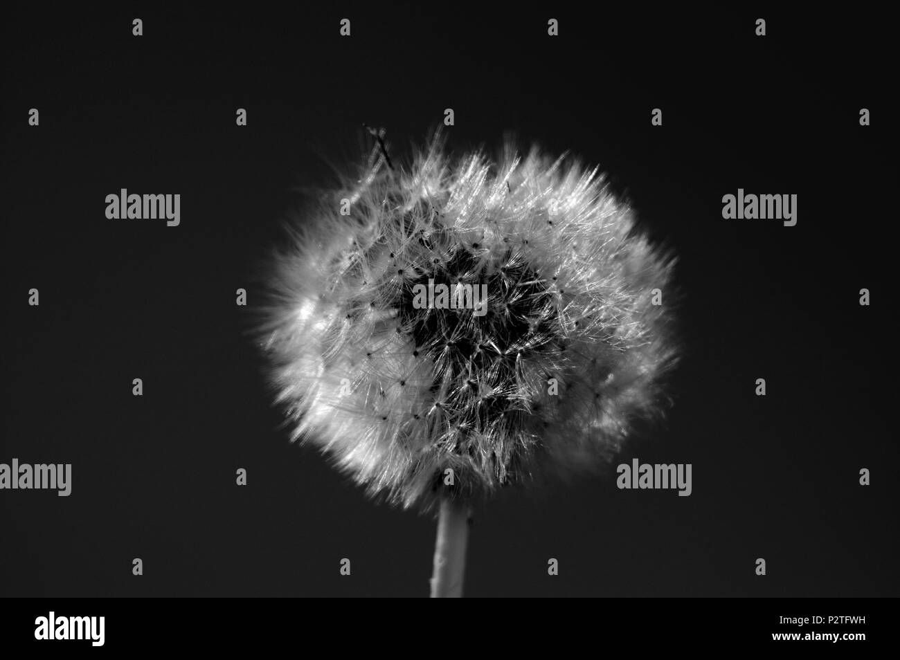 Dandelion with fluffy seeds Stock Photo - Alamy