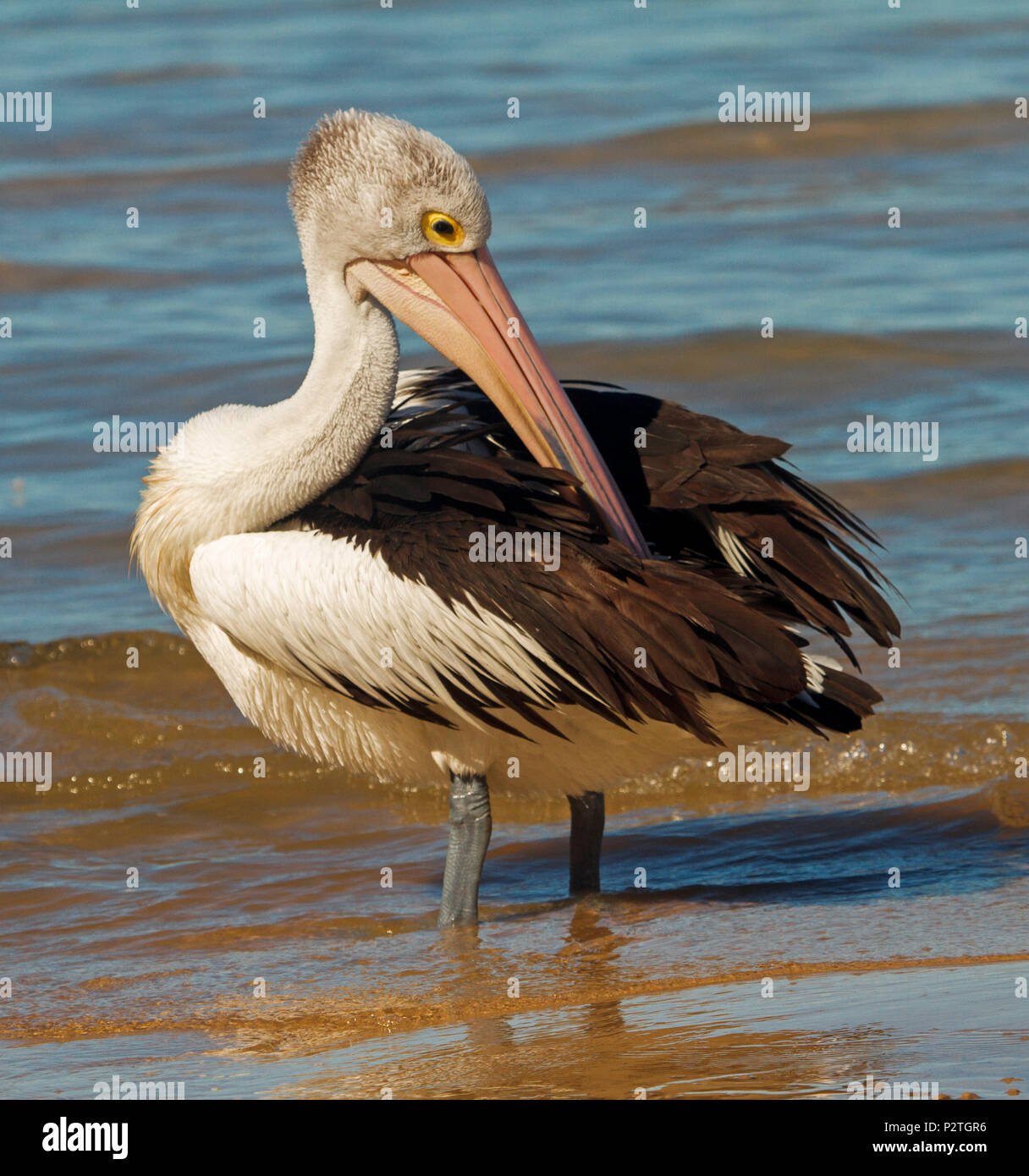 Australian pelican standing in shallow blue water of Pacific Ocean and ...