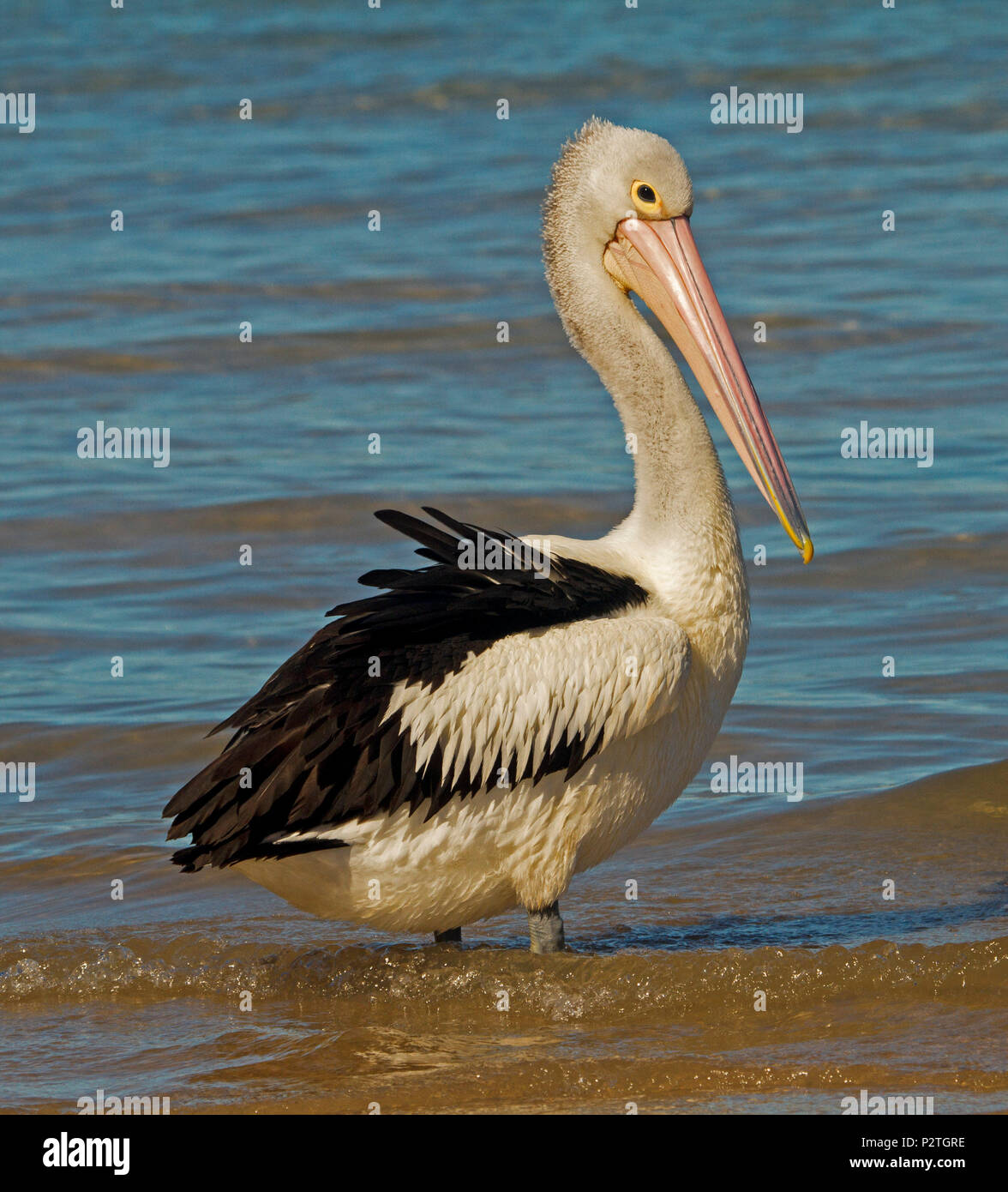 Australian pelican standing hi-res stock photography and images - Alamy