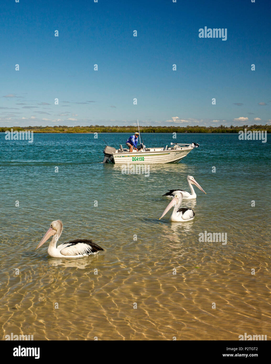 Man fishing from dinghy with pelicans beside boat on calm blue water ...