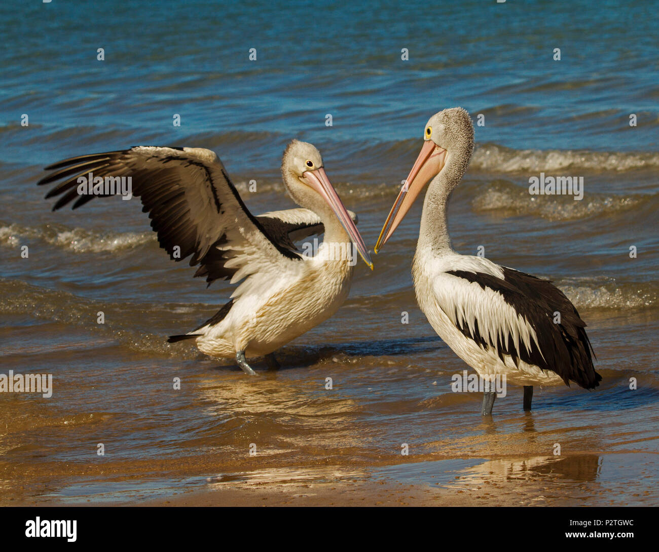 Pelicans facing each other hi-res stock photography and images - Alamy