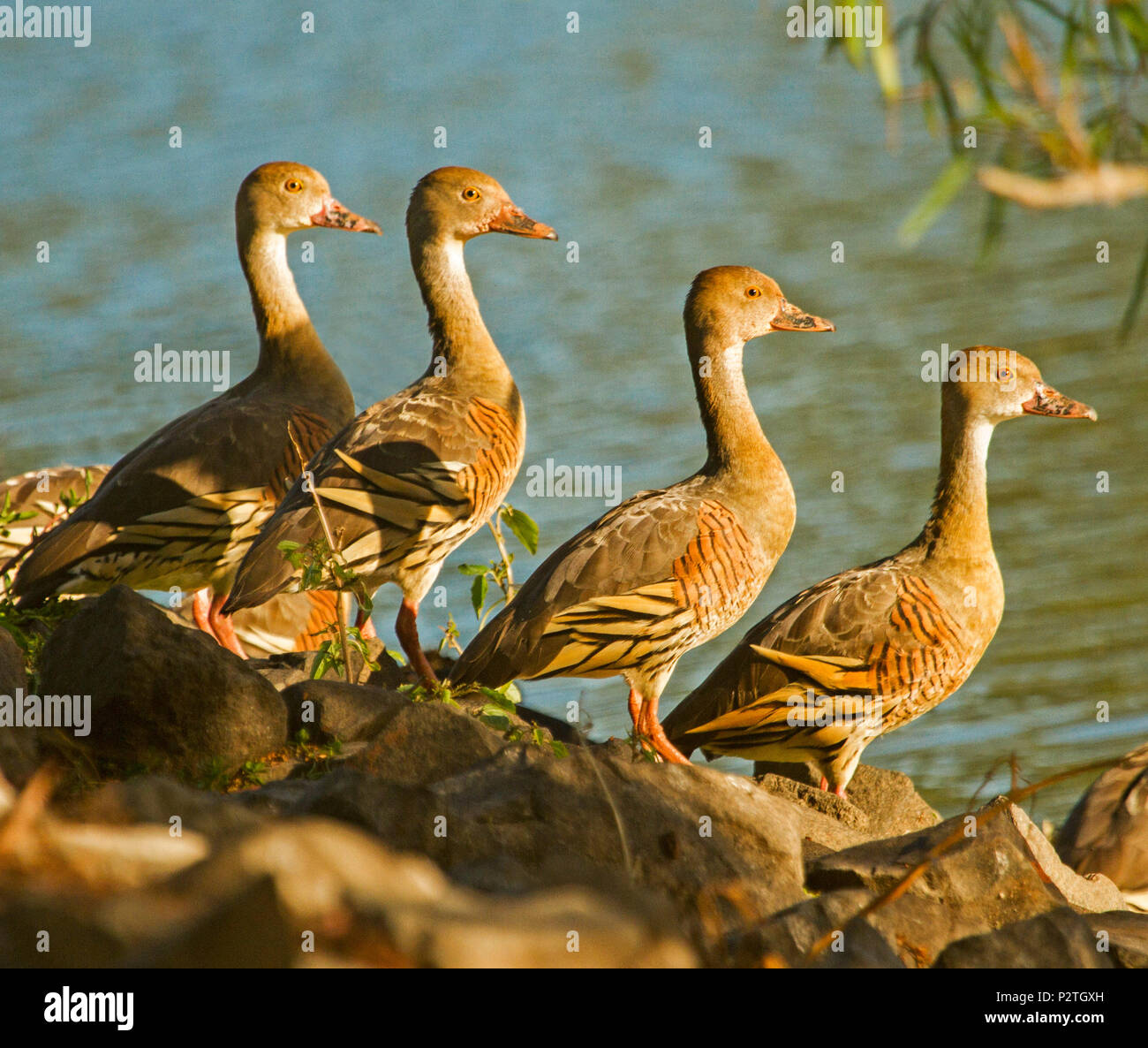 Group whistling hi-res stock photography and images - Alamy