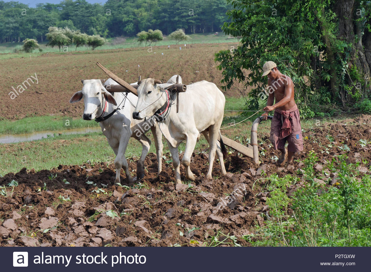 Plowing Cows Stock Photos & Plowing Cows Stock Images - Alamy