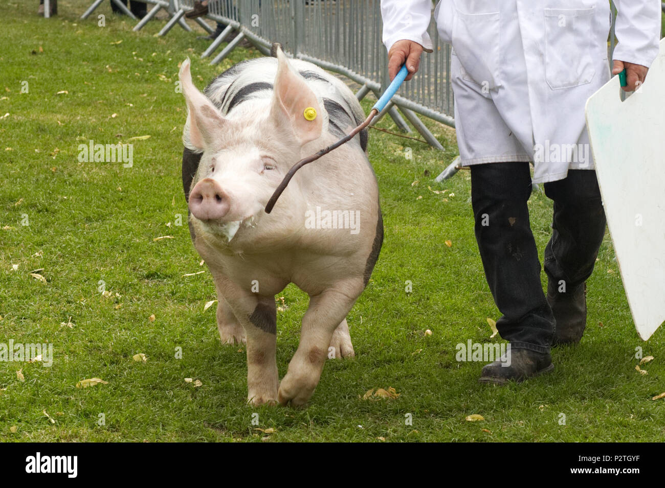 Pig in the countryside hi-res stock photography and images - Alamy