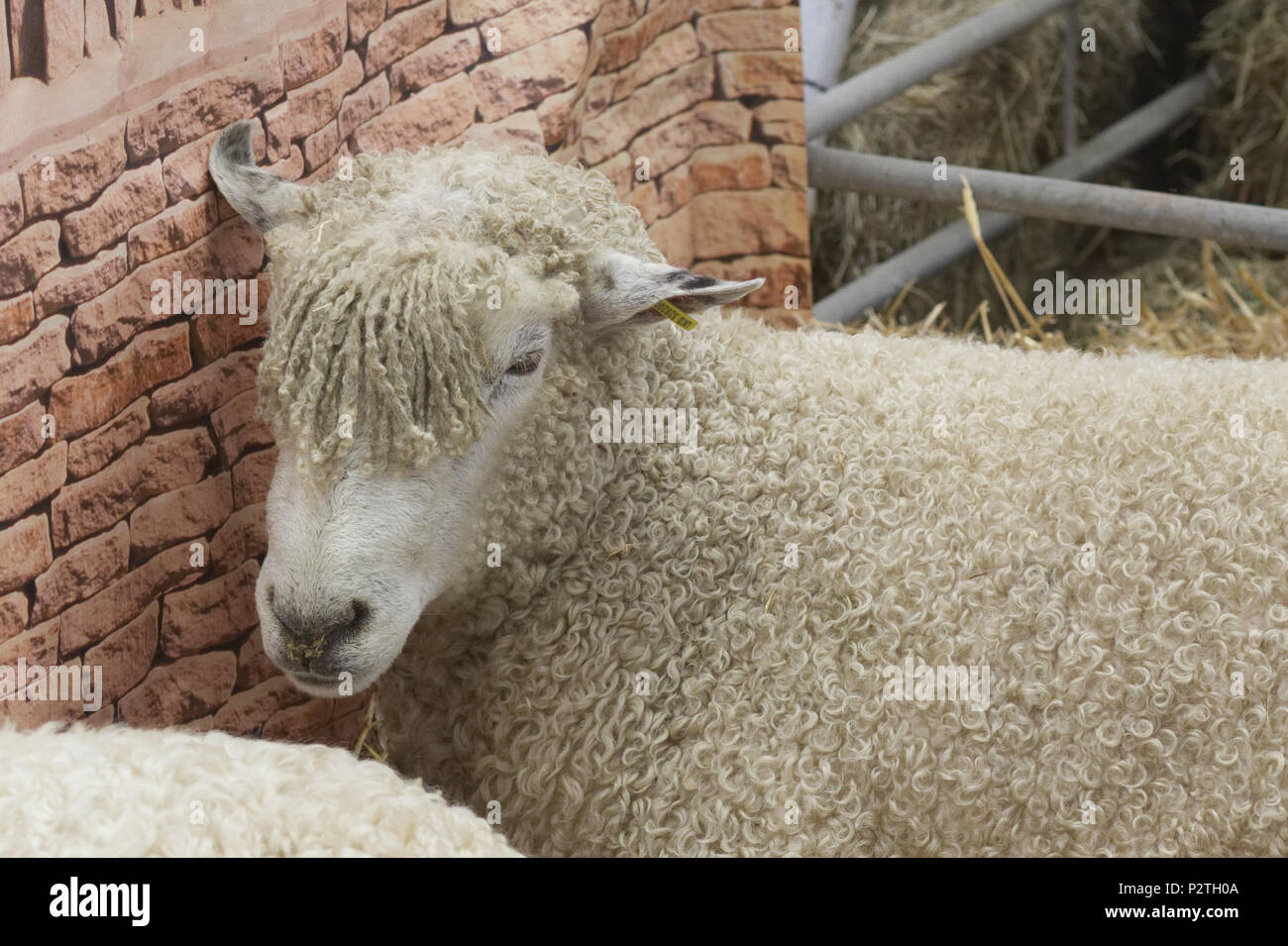 cotswold lion sheep in a pen Stock Photo - Alamy
