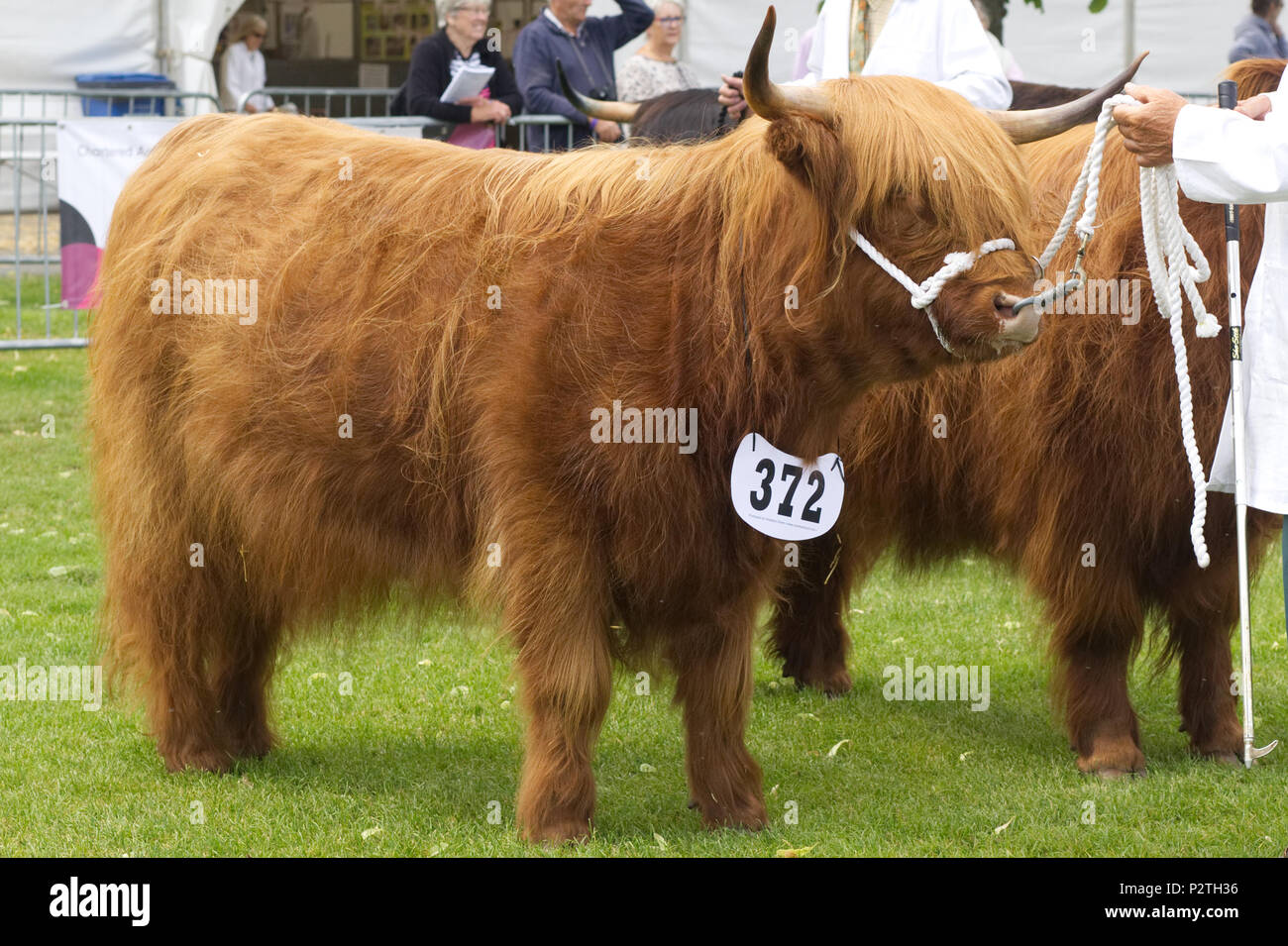 Highland cow in a show ring Stock Photo - Alamy