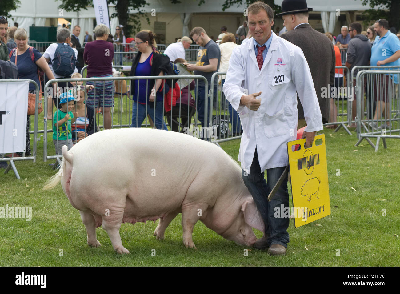 Pig in a show ring being judged Stock Photo - Alamy