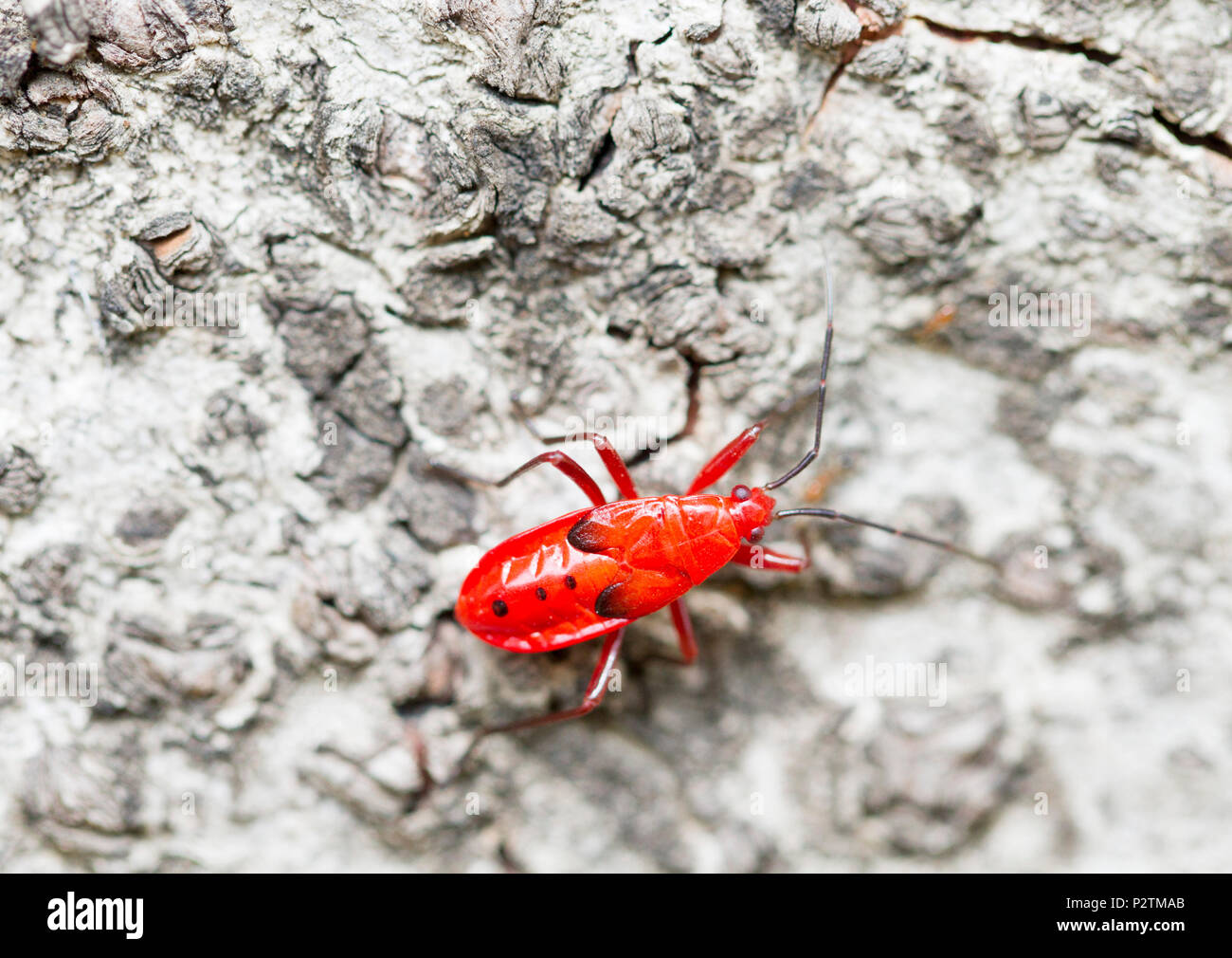 Firebug isolated hi-res stock photography and images - Alamy