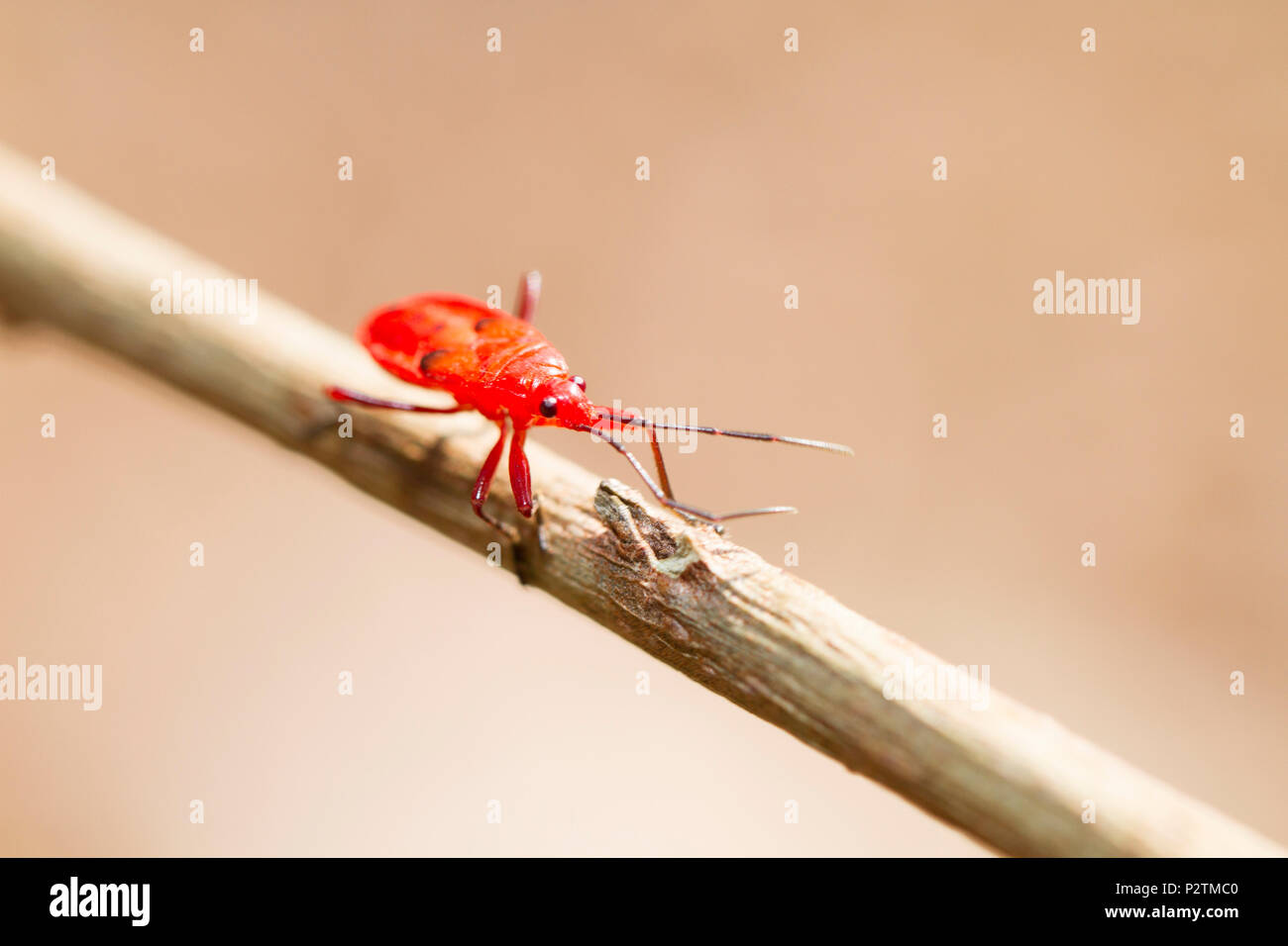 Wingless stick insect hi-res stock photography and images - Alamy