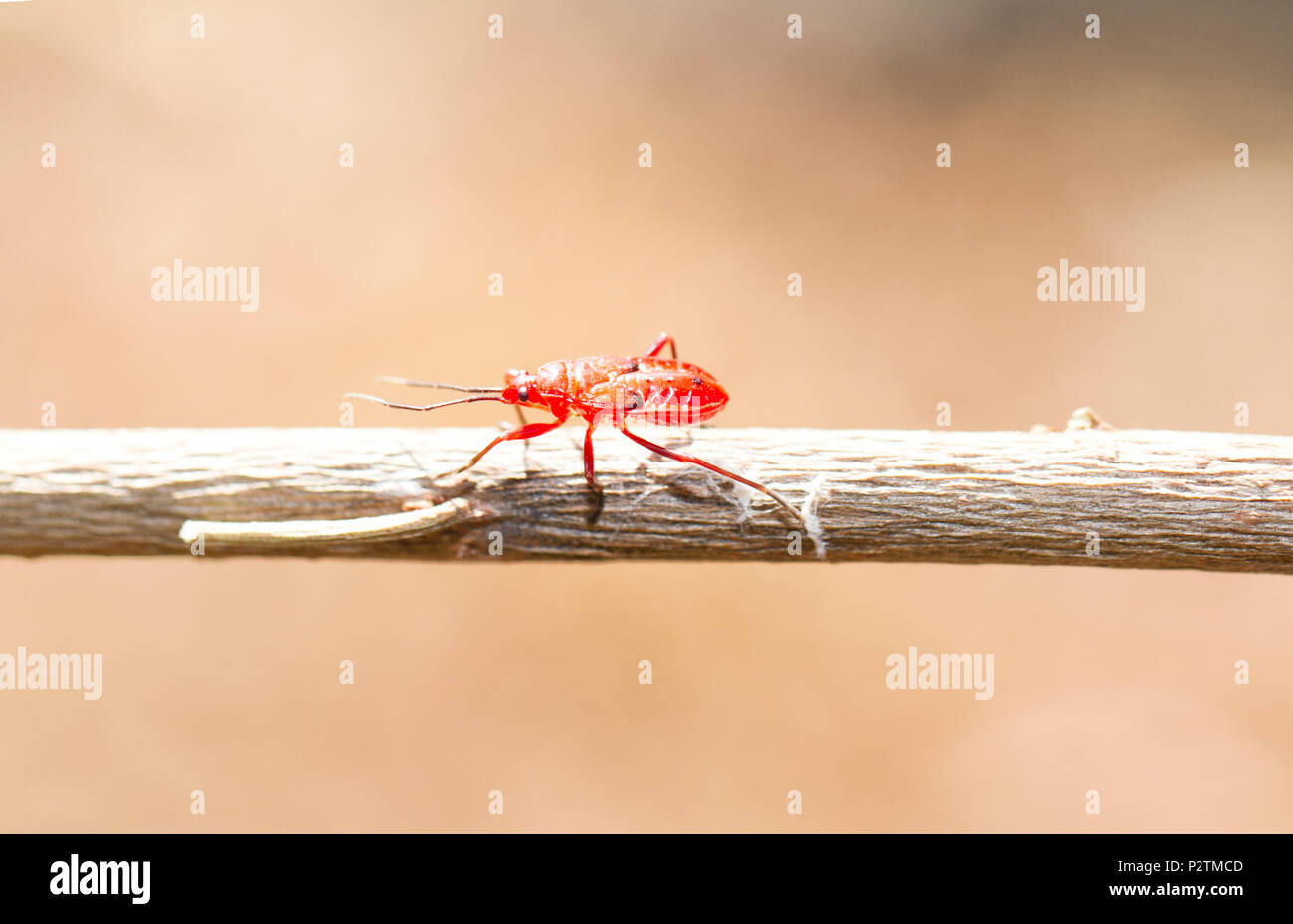 Wingless stick insect hi-res stock photography and images - Alamy