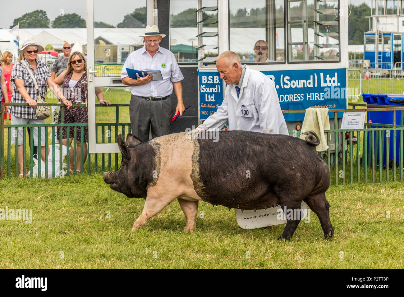 Judging pigs hi-res stock photography and images - Alamy