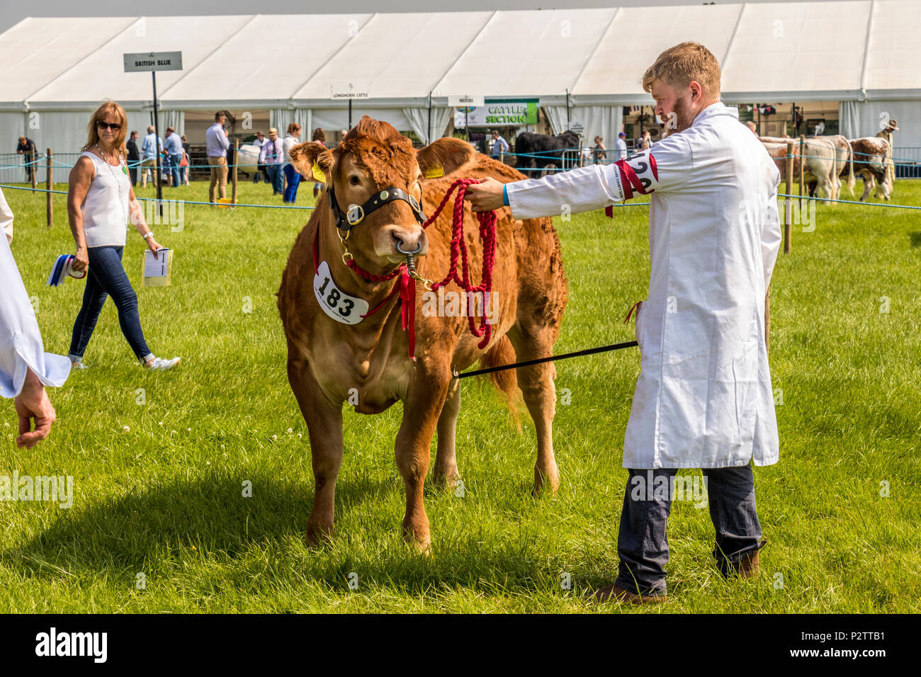 Cattle drum hi-res stock photography and images - Alamy