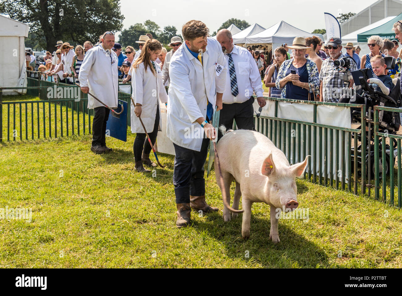 Contestants and judges with pigs at Royal Cheshire Show Tabley ...