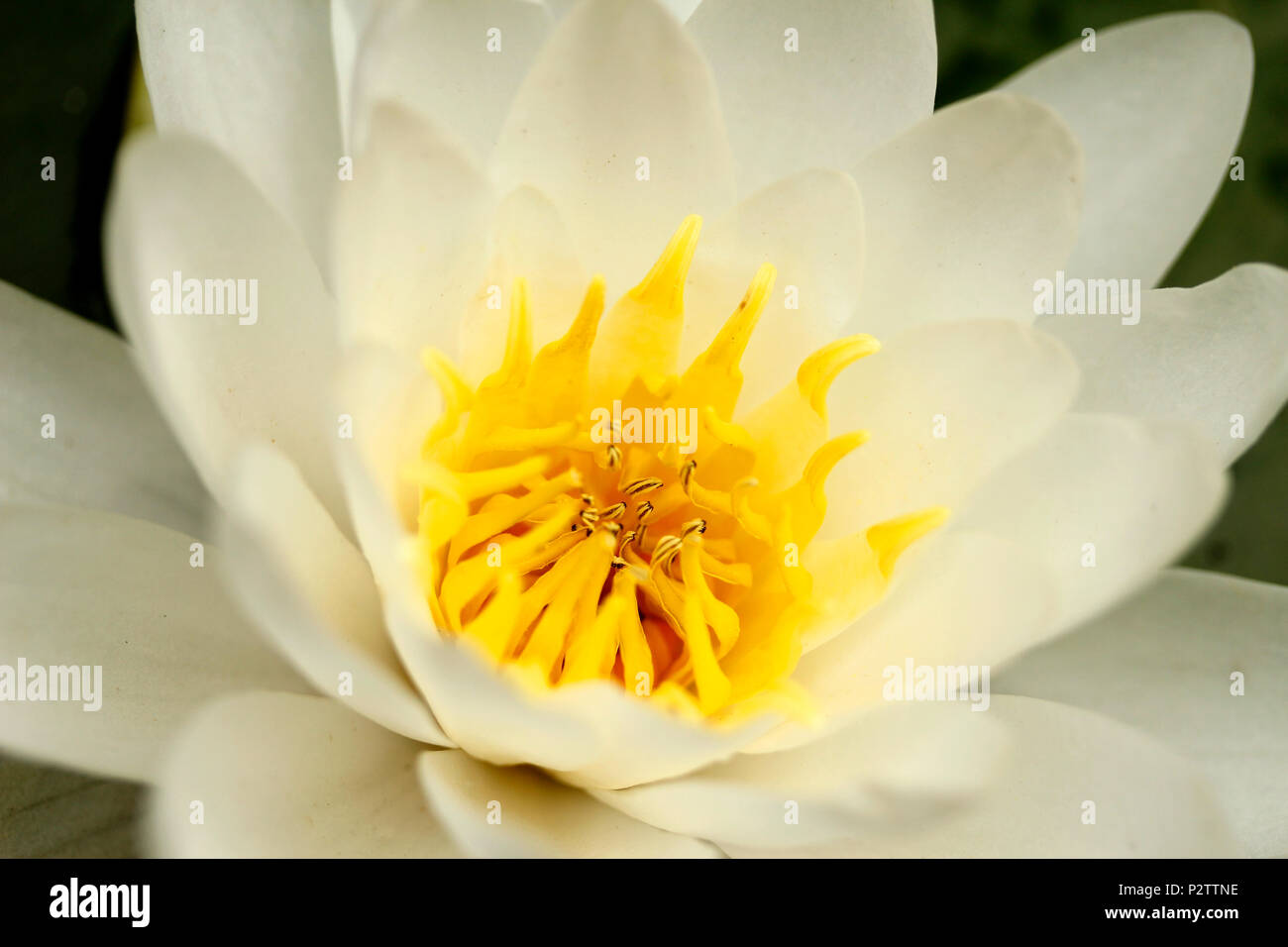 Nymphaea alba flowers hi-res stock photography and images - Alamy