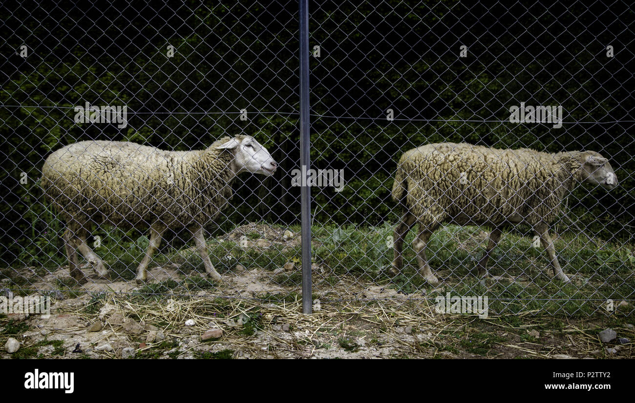 Caged sheep, farm animal detail Stock Photo - Alamy