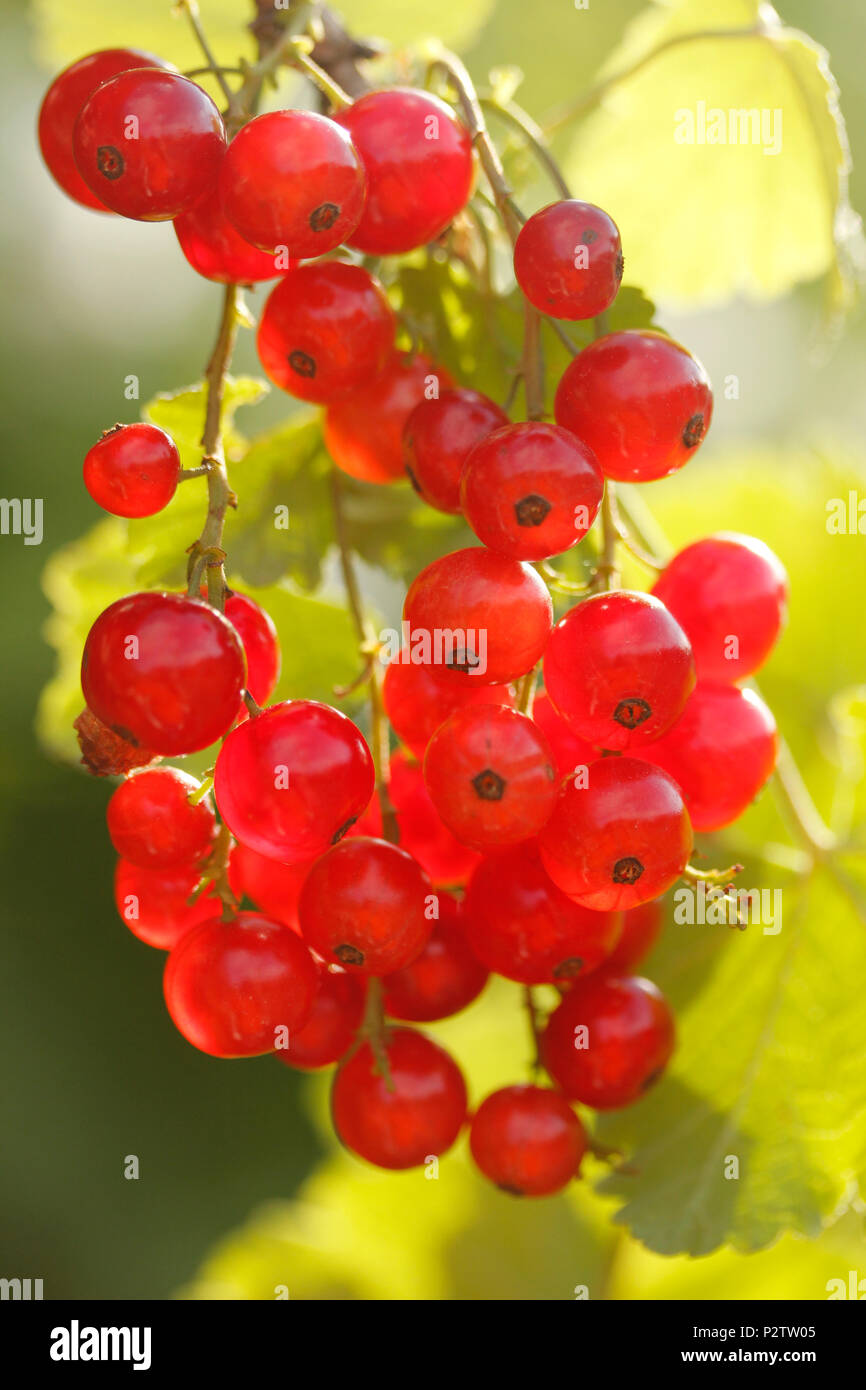 Red currants. Ribes rubrum Stock Photo - Alamy
