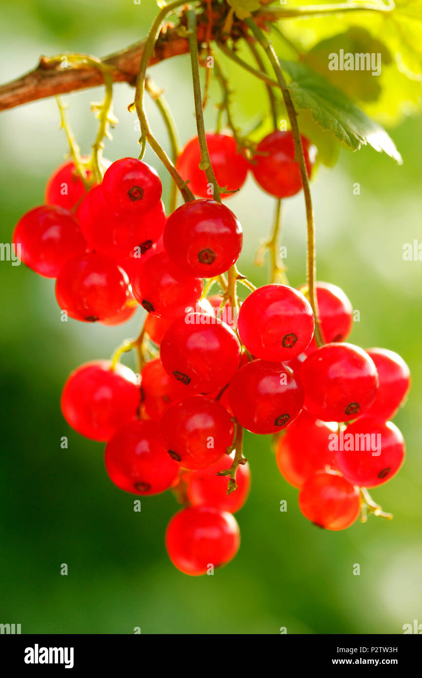Red currants cluster hi-res stock photography and images - Alamy