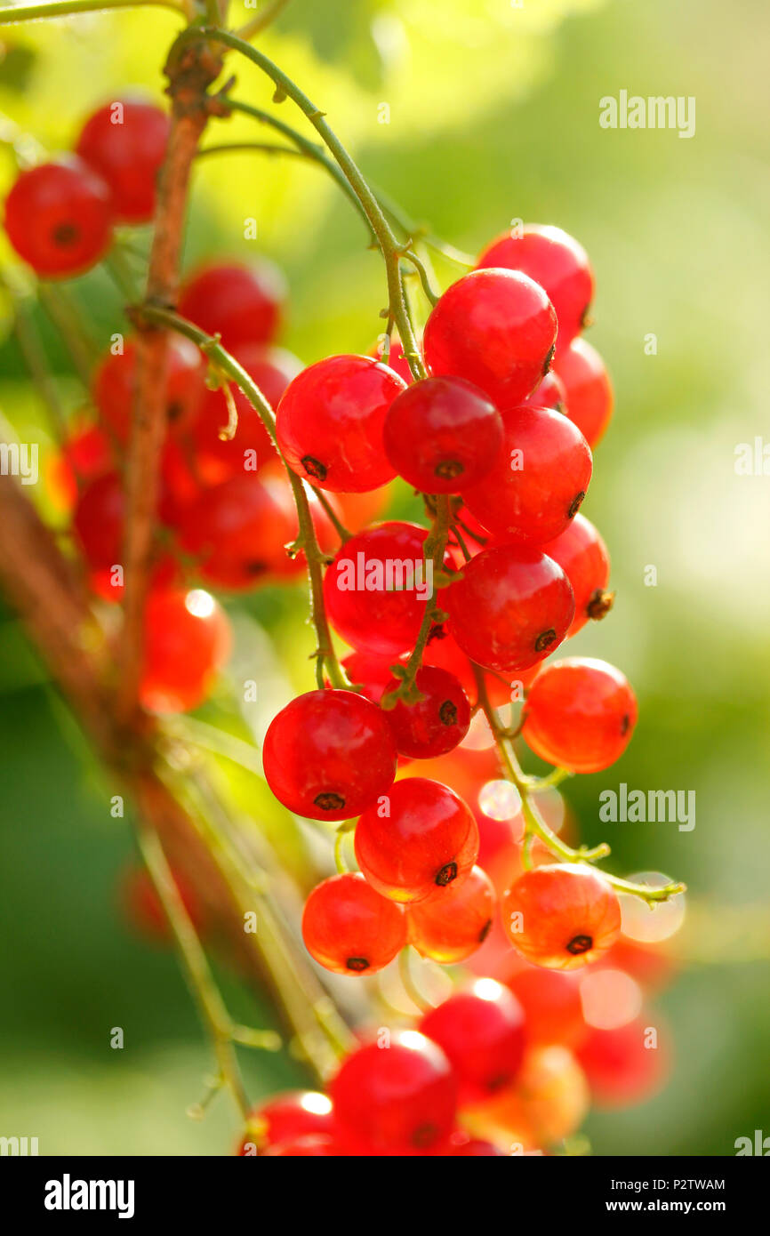 Bunches of red currants hi-res stock photography and images - Alamy