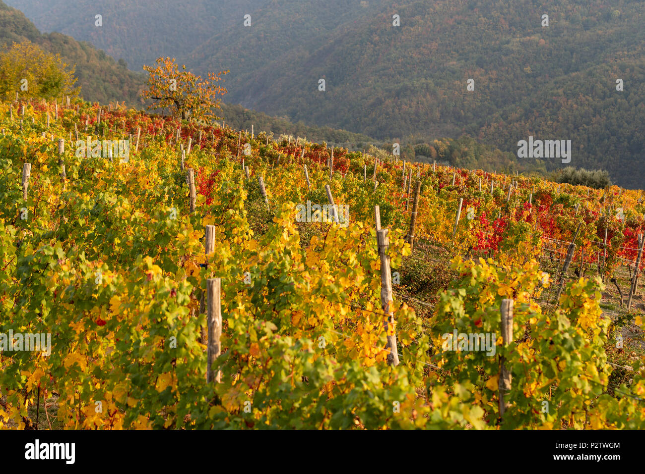 Vine autumn leaves background Stock Photo - Alamy