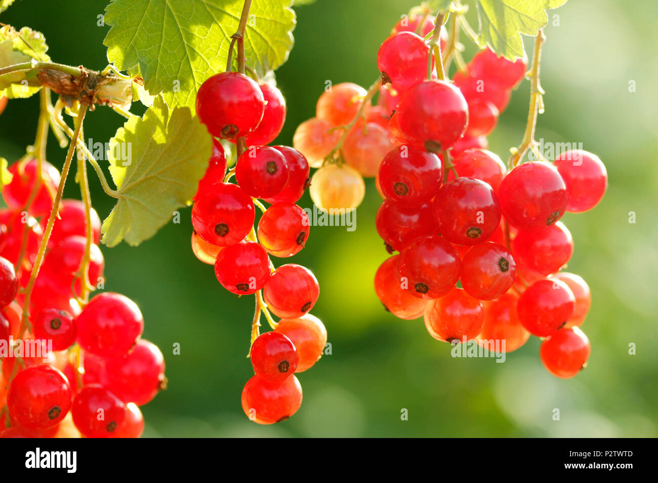 Red currants. Ribes rubrum Stock Photo - Alamy