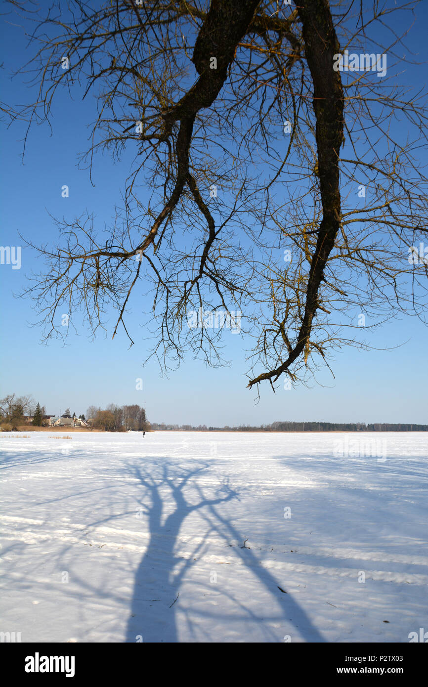 Winter lake landscape with tree branch and shadows on snow Stock Photo ...