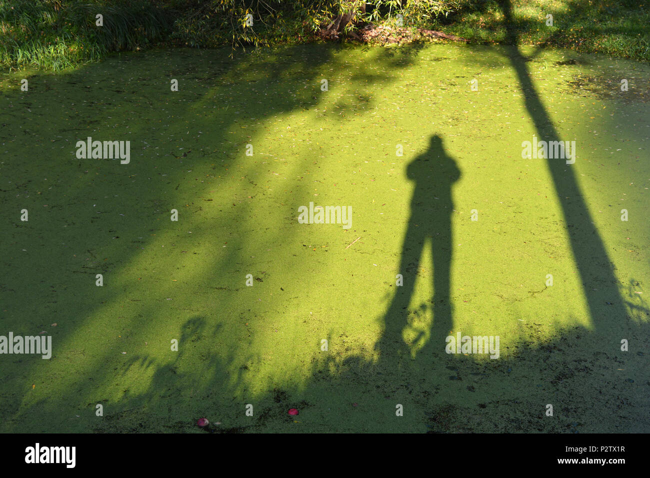 Tree and photographer shadows on green pond water with duckweed in ...