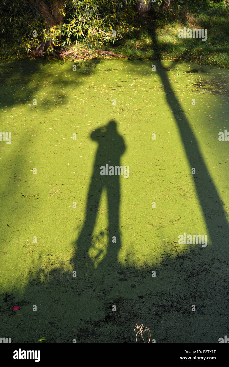 shadows on green pond water with duckweed in summer Stock Photo - Alamy