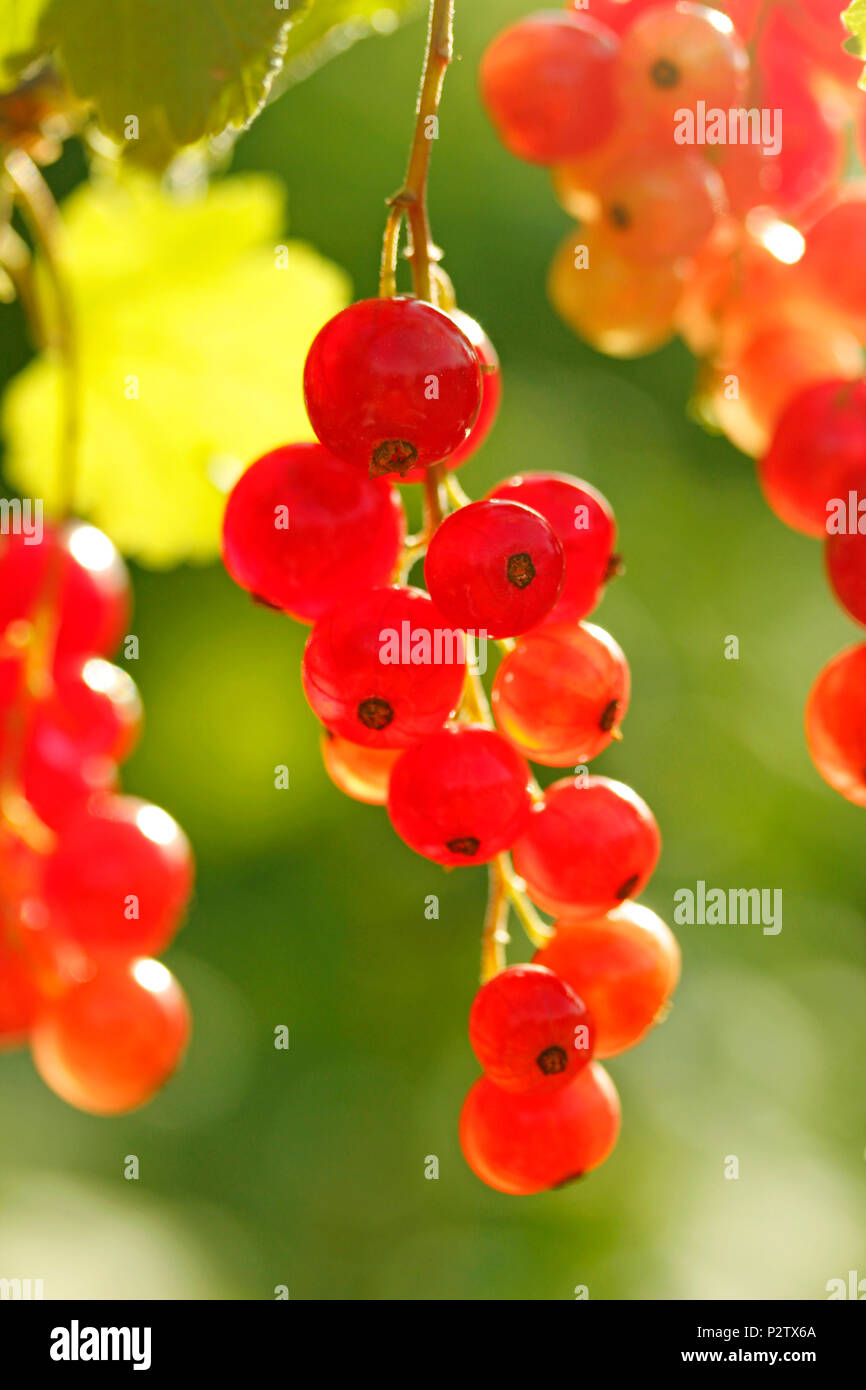 Red currants. Ribes rubrum Stock Photo - Alamy