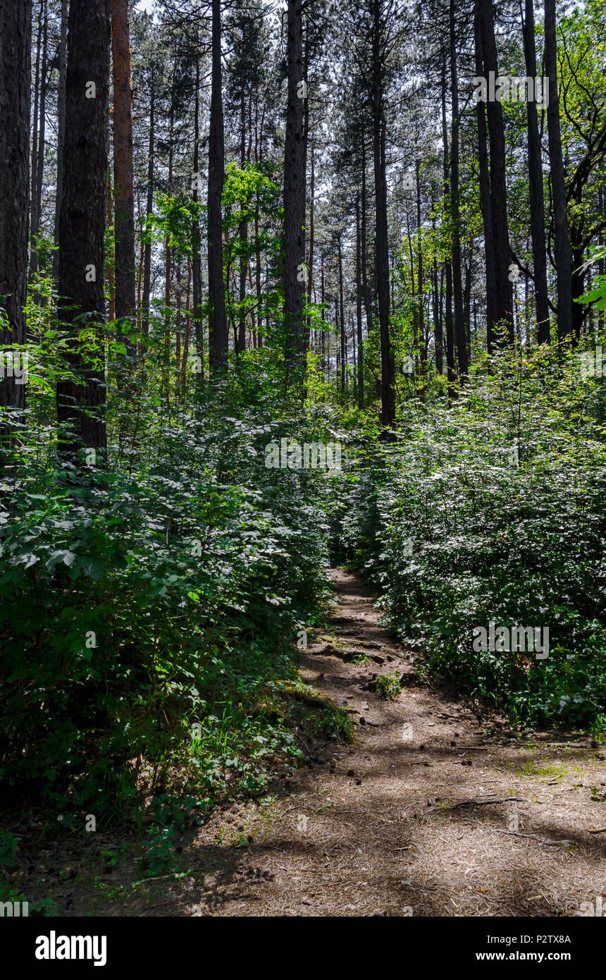 Мagnetic landscape of green mix coniferous and deciduous forest with ...