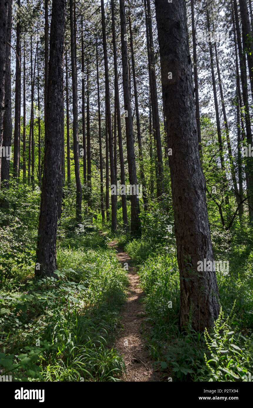 Мagnetic landscape of green mix coniferous and deciduous forest with ...
