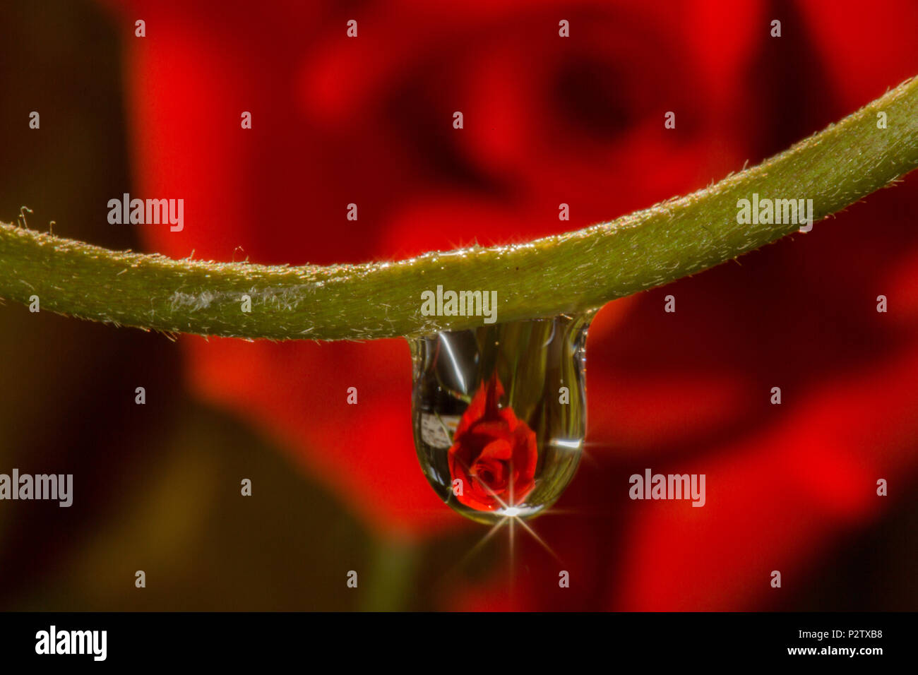 macro drop of water reflecting a rose Stock Photo - Alamy