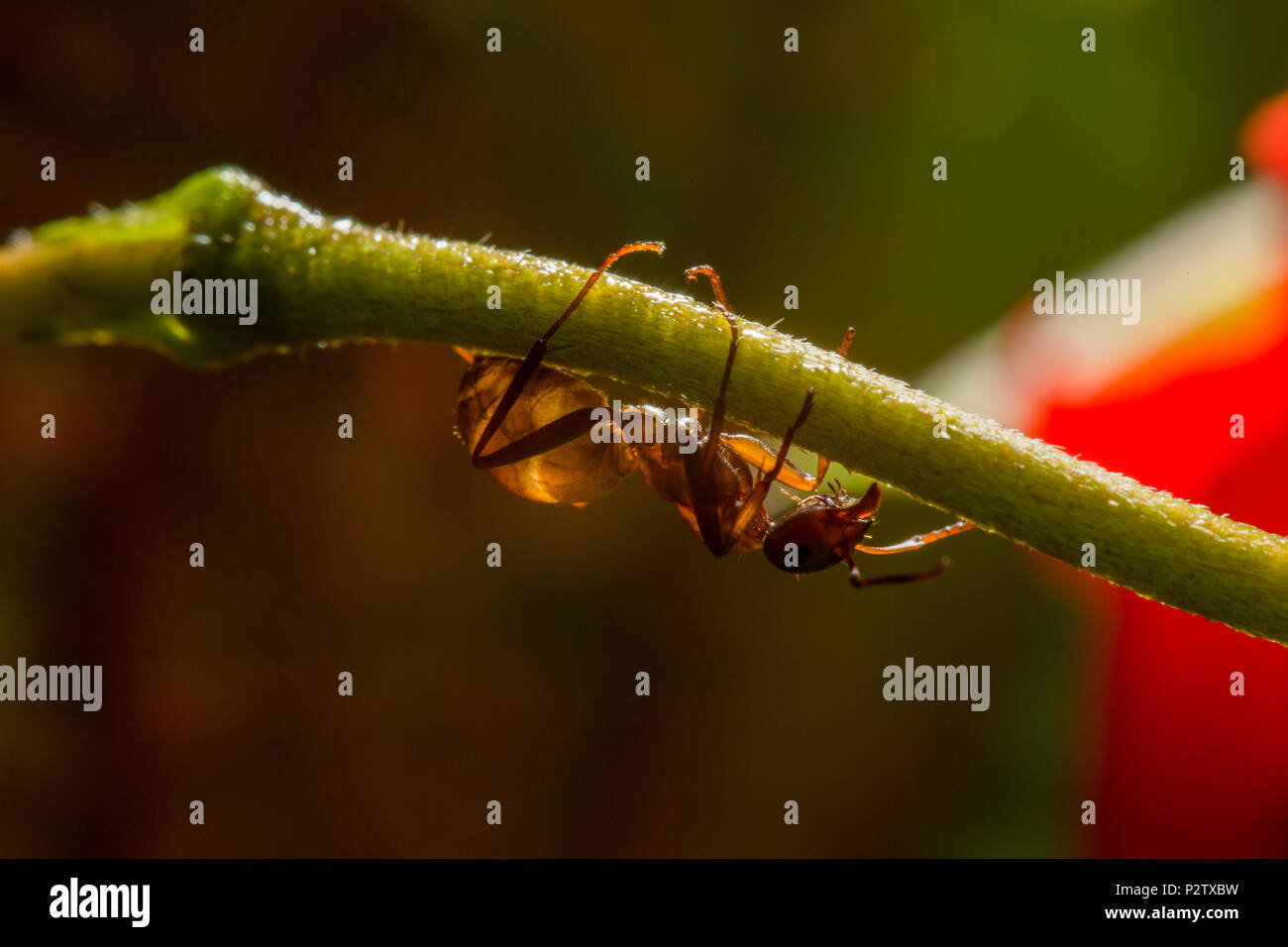 macro of an ant on a branch, with a drop of water reflecting a rose ...