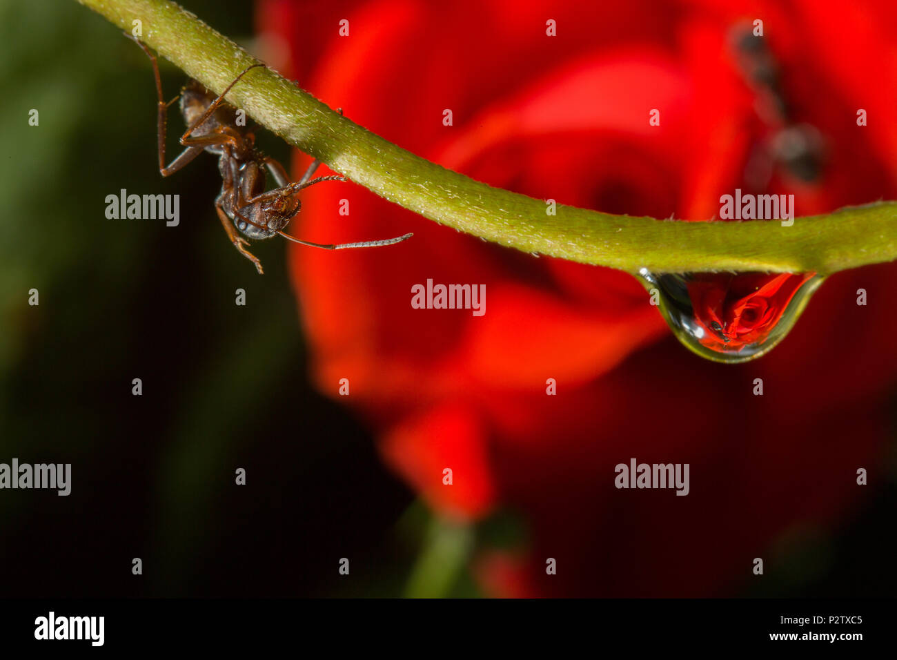 macro of an ant on a branch, with a drop of water reflecting a rose ...