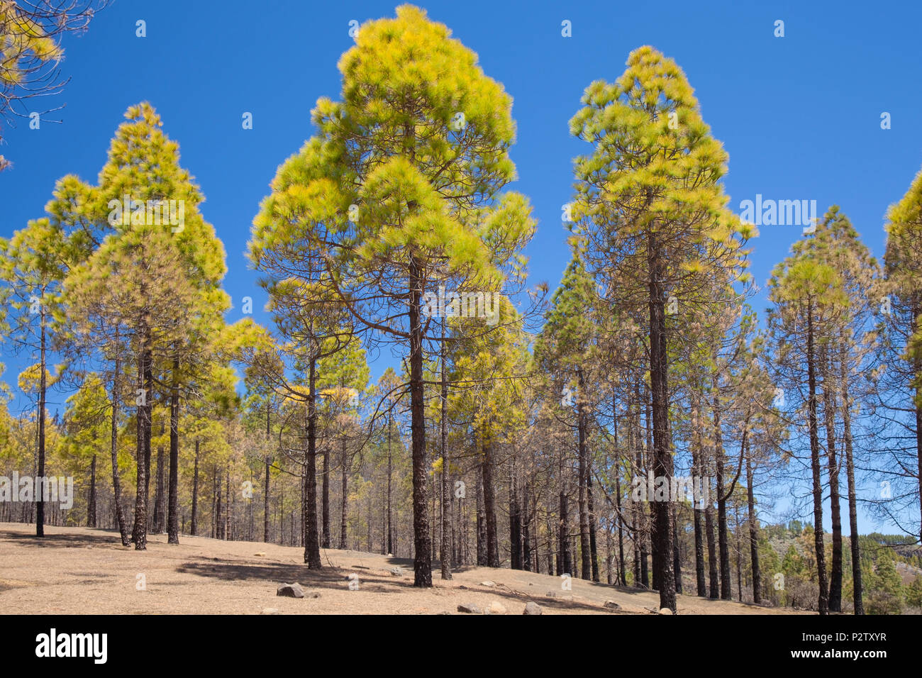 Gran Canaria, June, area in Las Cumbres, some trees affeced by the ...
