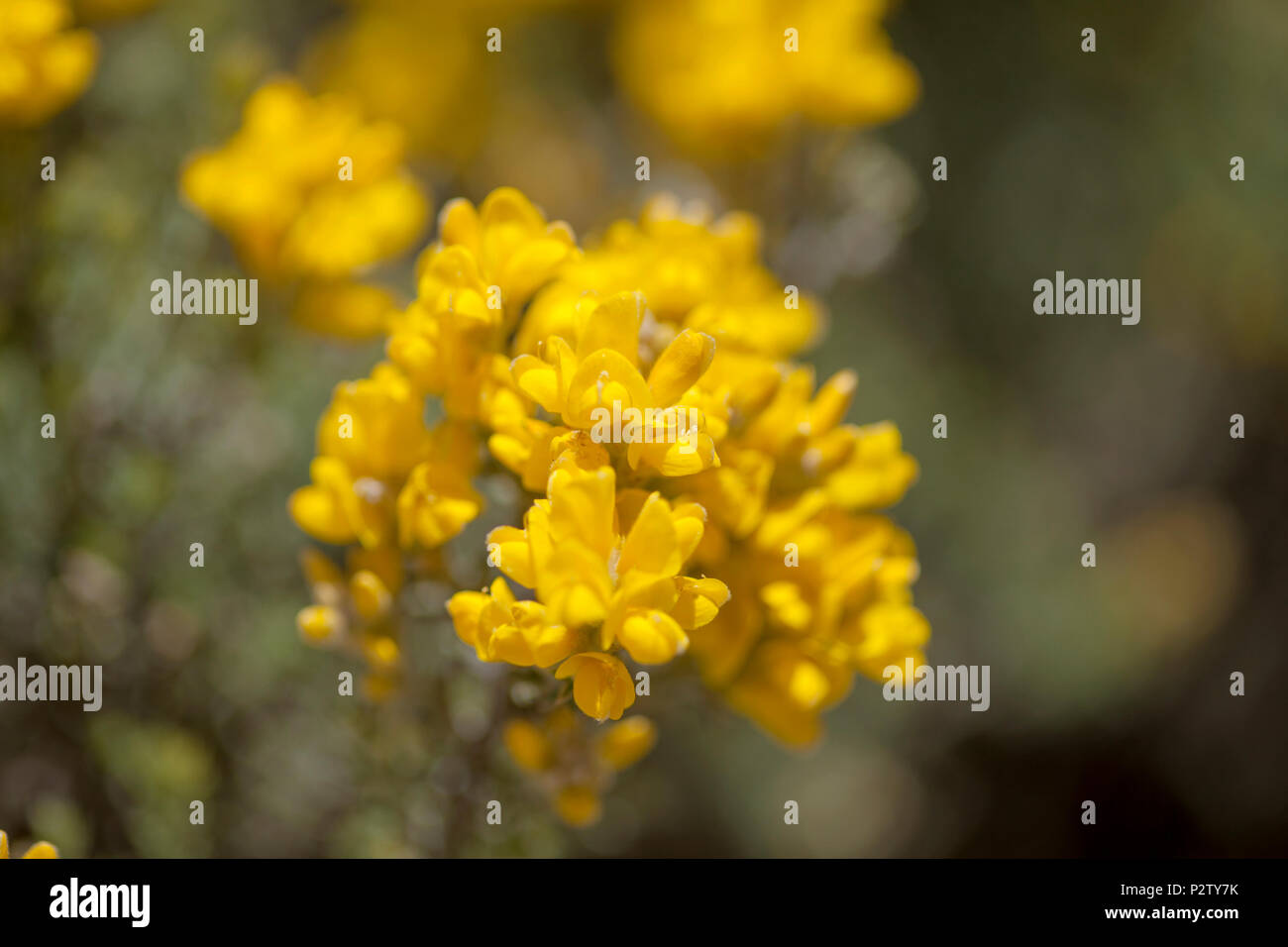 Flora of Gran Canaria - Genista microphylla, Canarian broom, blooming ...