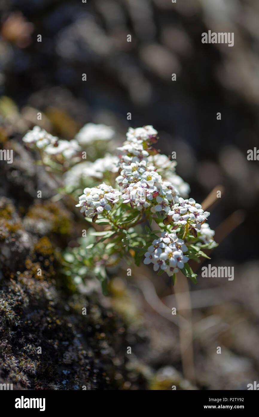 Flora of Gran Canaria - Lobularia canariensis, plant endemic to Canary ...
