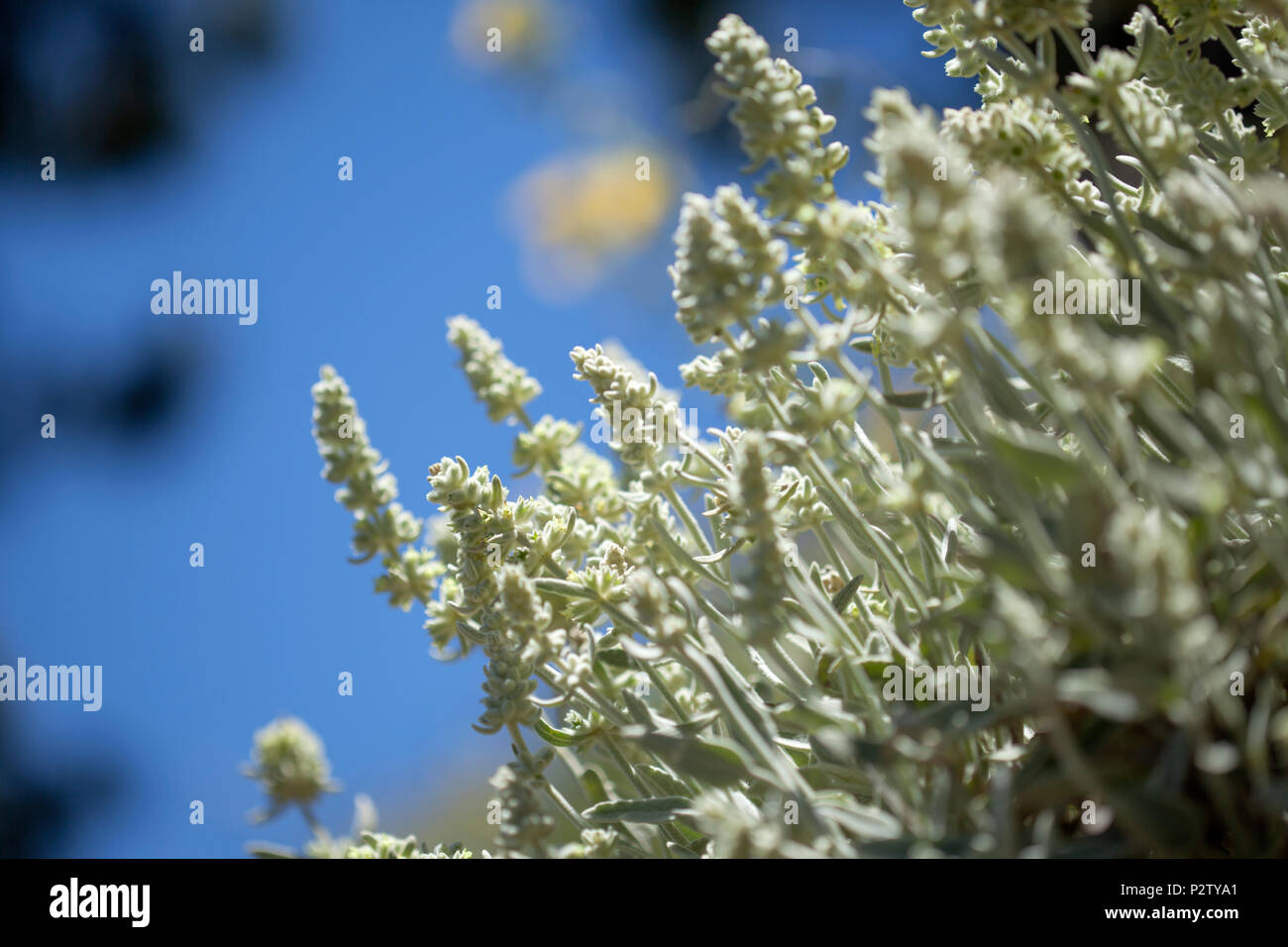 Flora of Gran Canaria - Sideritis dasygnaphala, mountain tea, medicinal ...