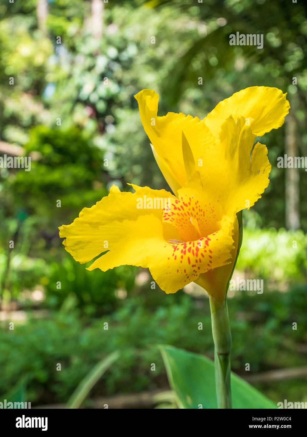 Yellow Cannaceae flower blooming in the garden. It also known as Canna ...
