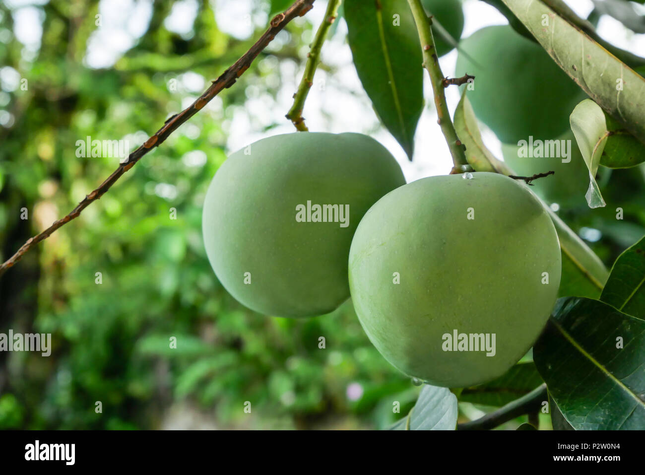 Young Mango On Mango Tree High Resolution Stock Photography and Images ...