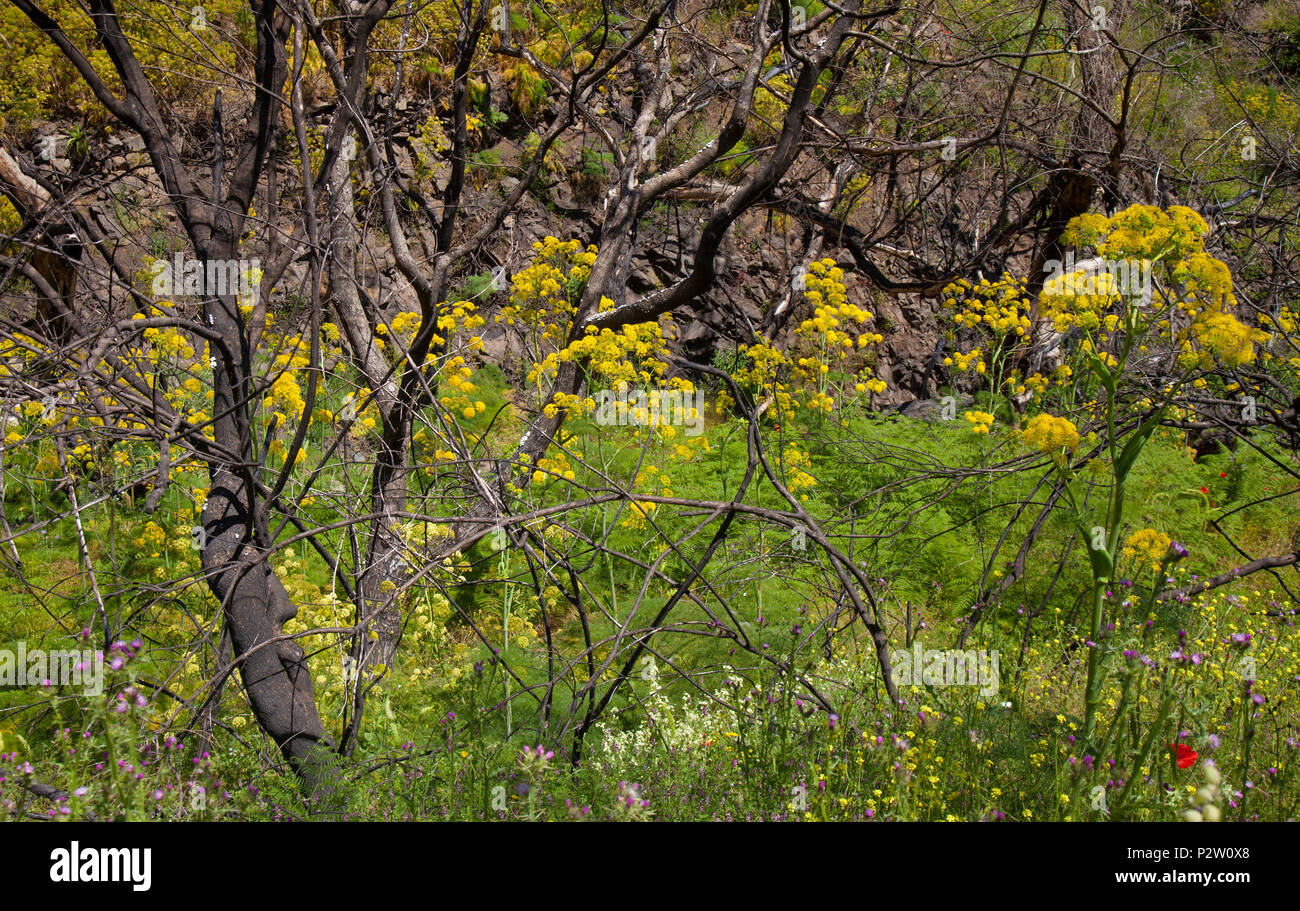 Gran Canaria, June 2018, ground in ravine Barranco de La Mina affected ...