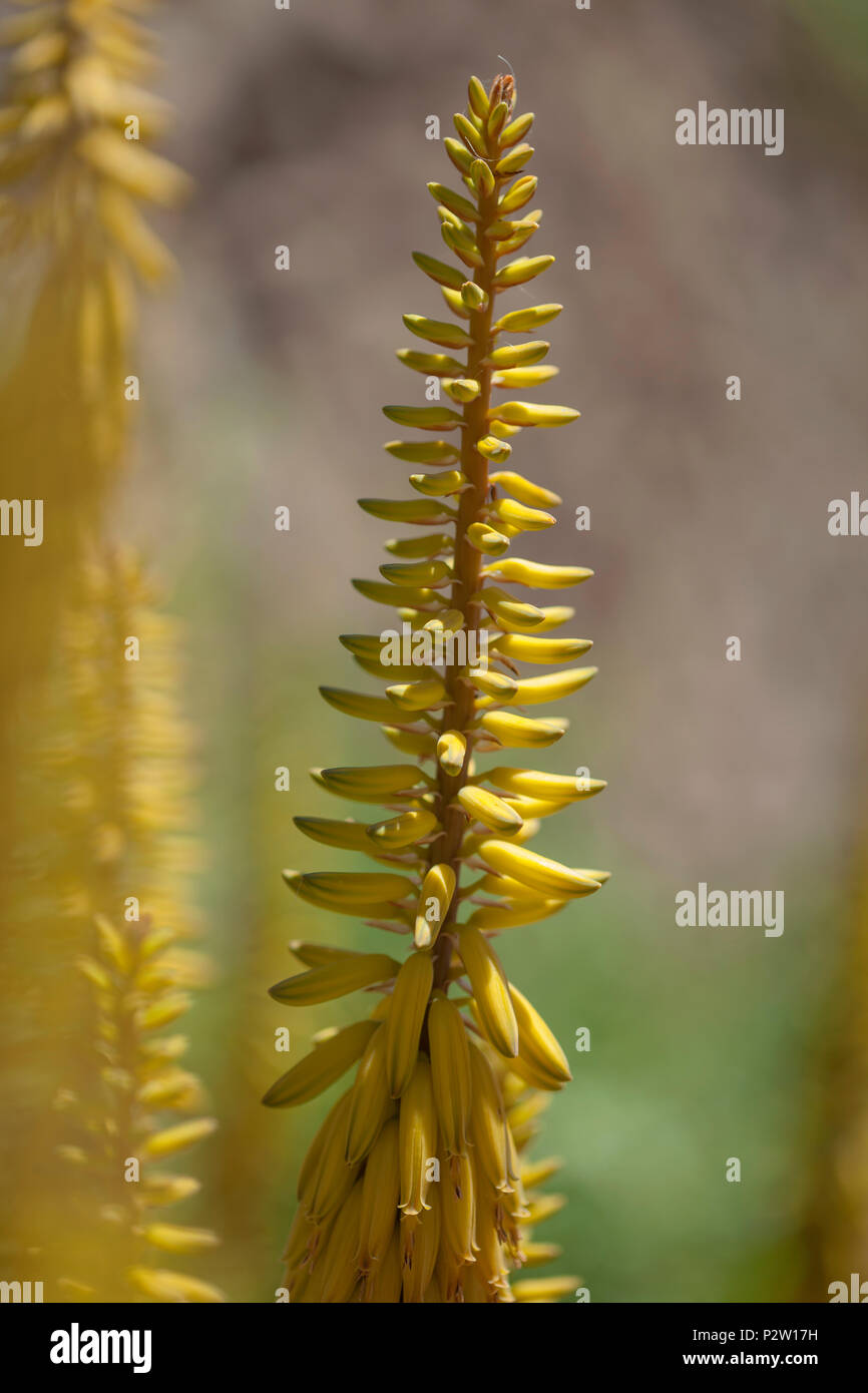 Uses floral hi-res stock photography and images - Alamy