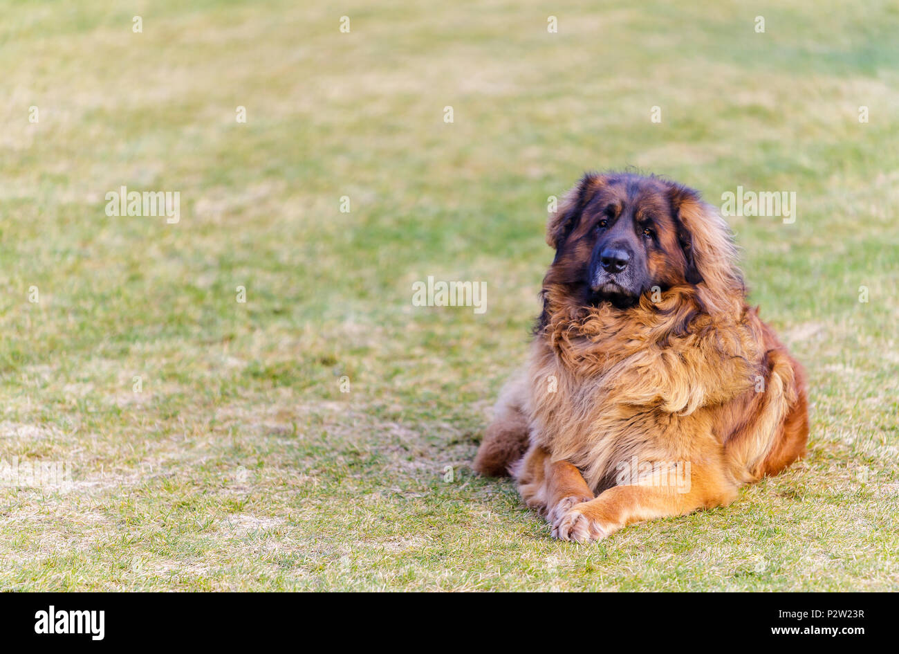 Fluffy leonberger in dog hi-res stock photography and images - Alamy