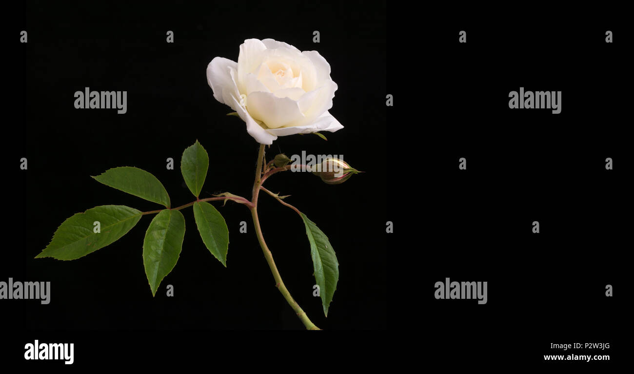 Single white rose isolated against black background Stock Photo - Alamy