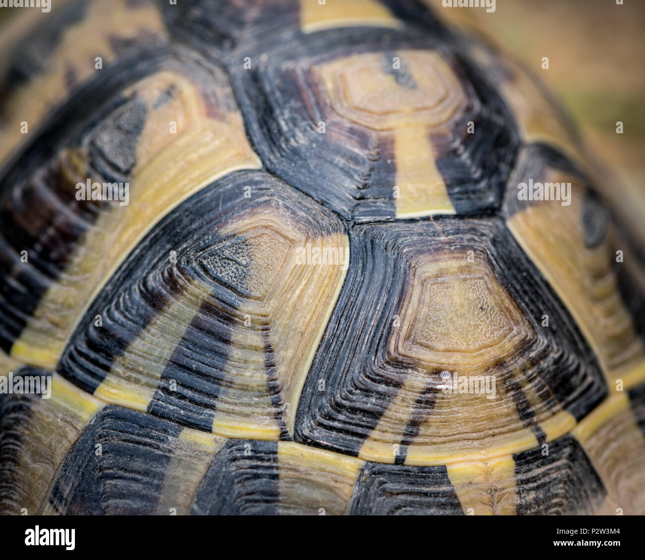 Details of the shell of a tortoise (Testudo hermanni boettgeri Stock ...